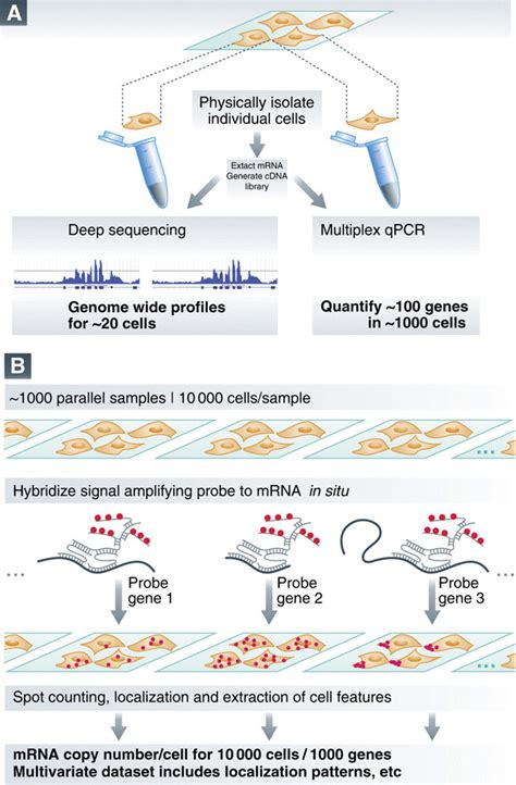 Techniques Used For Single Cell Transcriptomics A Cdna Based Download Scientific Diagram