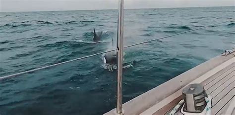 Terrifying Moment Pod Of Seven Orcas Sink A Sailing Yacht In 45 Minutes