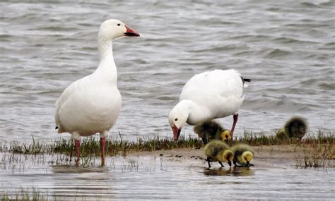 Elfshot Snow Geese