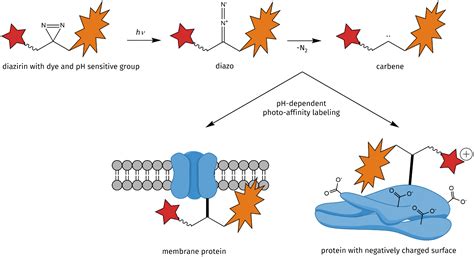 Blog Photoaffinity Labeling By Diazirine Building Blocks