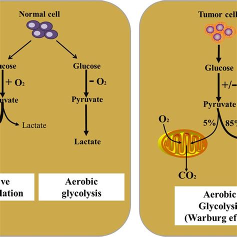 Pdf The Cancer Metabolic Reprogramming And Immune Response