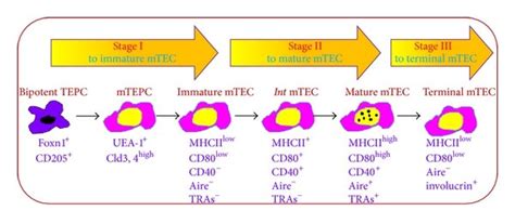 Mtec Development Stages And The Relevant Markers The Development Of
