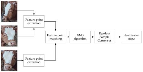 Cattle Facial Matching Recognition Algorithm Based On Multi View Feature Fusion