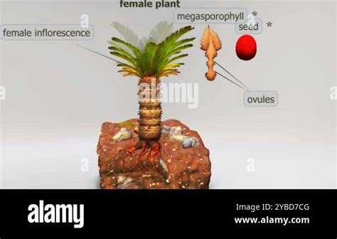 Plants Robust Root System Stock Videos And Footage Hd And 4k Video