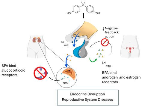 Endocrine Disrupting Toxicity Of Bisphenol A And Its Analogs