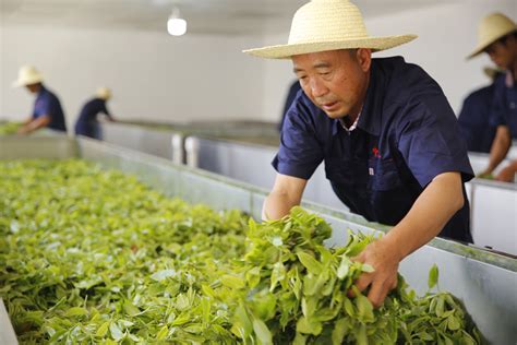普洱茶萎凋 普洱茶蒸压 普洱茶压饼 大山谷图库