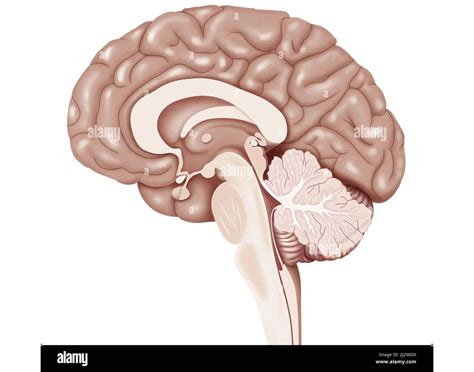 midbrain brainstem quiz