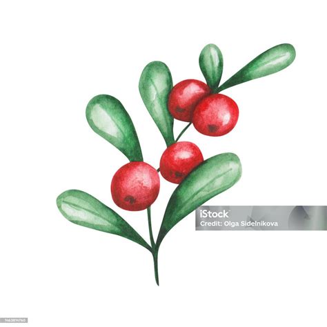 수채화 그림입니다 빨간색 둥근 열매와 녹색 잎으로 손으로 그린 나뭇 가지 크랜베리 Cowberry 건포도 여름 가을 음식 수확 포레스트 베리 패턴 인쇄를 위한 격리된 클립