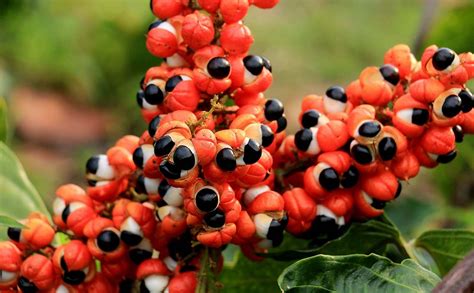 Guarana účinky Prášok Aj Nežiaduce účinky čaju