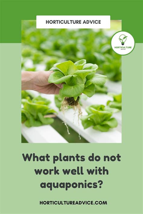 What Plants Do Not Work Well With Aquaponics