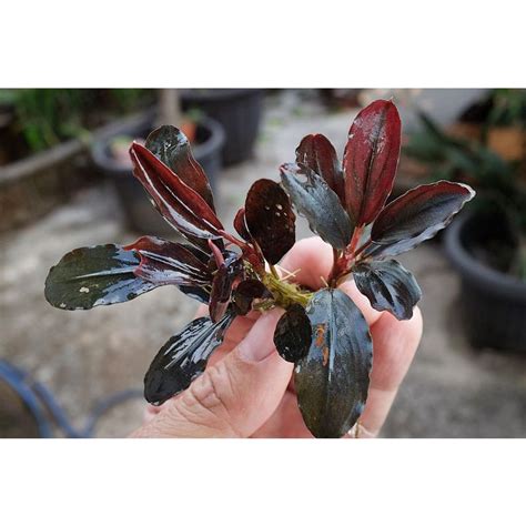 Jual Bucep Mini Helena 1kg Shopee Indonesia