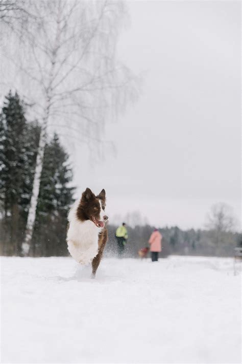 가축 감기 개 개 산책 개의 걷기 겨울 겨울 활동 경치 경치가 좋은 계절 계절의 변화 고요한 광야 길 나무 눈 눈 덮인 나무 눈이 내리는 길
