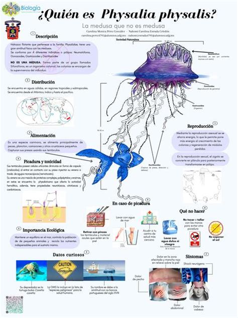 Physalia Physalis Carolina Estrada Estrada Celedon Udocz