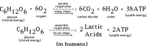 Equacao De Respiracao Anaerobica