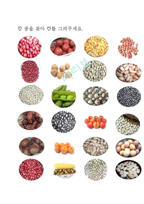 콩프로젝트 교육계획안 주제선정의 이유 주요개념 주제망 창의활동지 곡식 가을 음식 콩의 성장과정 수업자료 모의수업 프로젝트 수업자료사범교육레포트