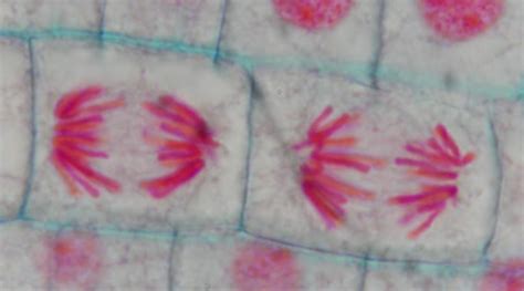 Mitosis And The Cell Cycle Flashcards Quizlet