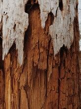 Tree Bark Background Free Stock Photo Public Domain Pictures