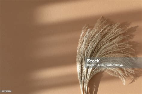 베이지 색 배경 상단보기에 마른 팜파스 잔디 보호 스타일의 꽃 최소한의 홈 인테리어 디자인 개념 0명에 대한 스톡 사진 및 기타 이미지 Istock