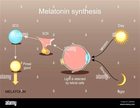 Melatonin Synthesis Circadian Rhythm Sleep Wake Cycle Cross Section