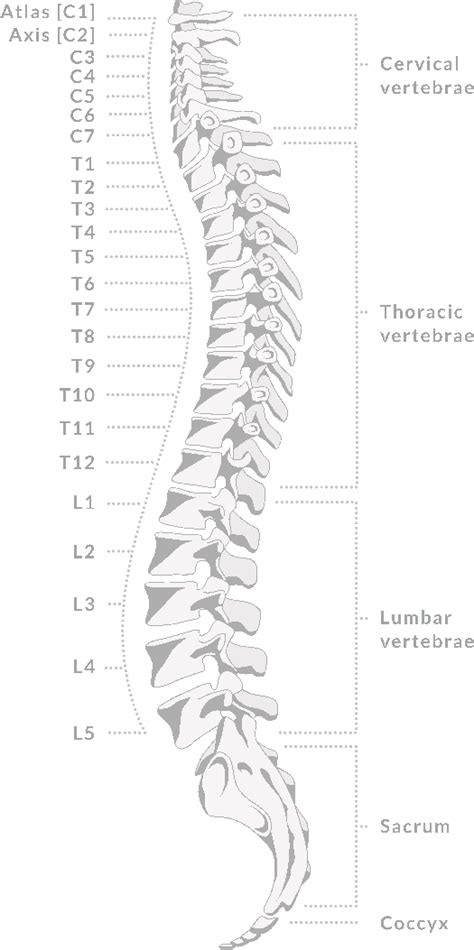 Where Is L1 And L2 Located On The Spine Wiring Work