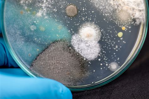 미생물학 실험실에서 교육을 위한 토양 샘플에서 천접시에서 자라는 특성과 다양한 모양의 박테리아 및 곰팡이 의 배경 0명에 대한 스톡 사진 및 기타 이미지 Istock