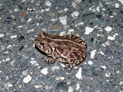 Fowlers Toad Facts Habitat Diet Life Cycle Pictures