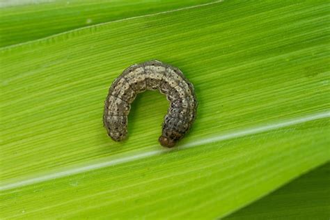 Beware Of These 3 Worms That Kill Grass A Z Animals
