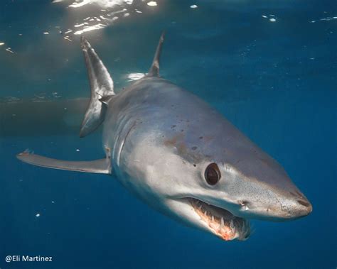 Mako Shark • Tracking Sharks