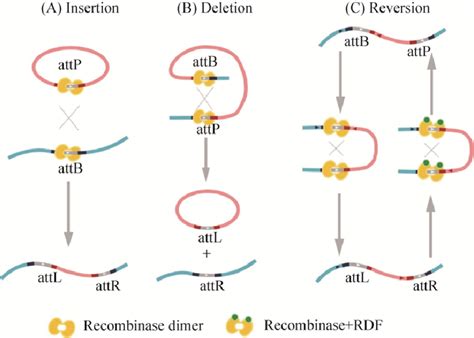 The Insertiondeletionreversion Effect Of Recombinase When Two