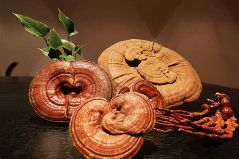 Inside Daily News Paper On Linkedin Global Lucid Ganoderma Pe Market Size Share Key Trends 2032