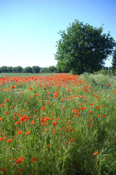 Free Images Horizon Cloud Sky Field Meadow Prairie Flower