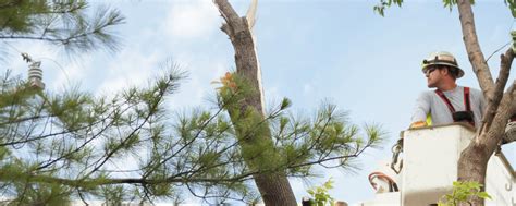 Trees And Power Line Safety We Energies