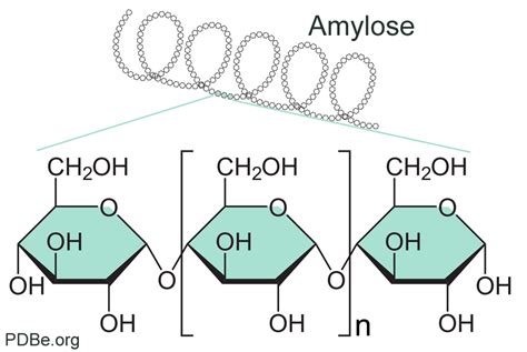 Enzyme Salivary Amylase Mouth At Peter Wiggins Blog