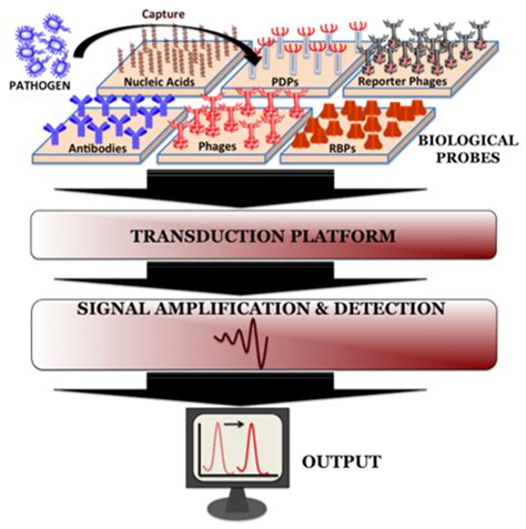 Components Of A Typical Biosensor For Pathogen Detection Highlighting Download Scientific