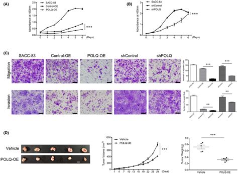 Effects Of Altered Polq Expression On Cell Proliferation Migration And