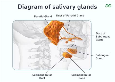 Diagram Of Salivary Glands Geeksforgeeks