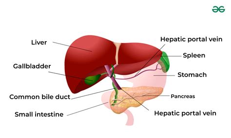 Largest Organ In The Human Body Geeksforgeeks