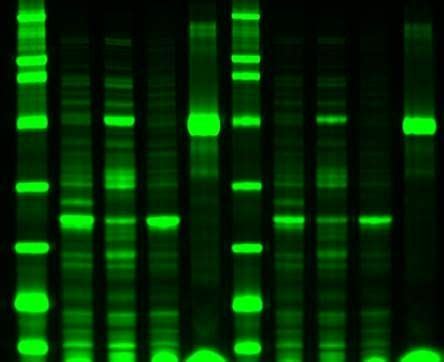 Instant Bands Pre Staining Protein Sample Loading Buffer For SDS PAGE Gels