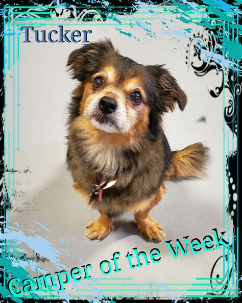Our Camper Of The Week For Camp Bow Wow Pittsburgh South