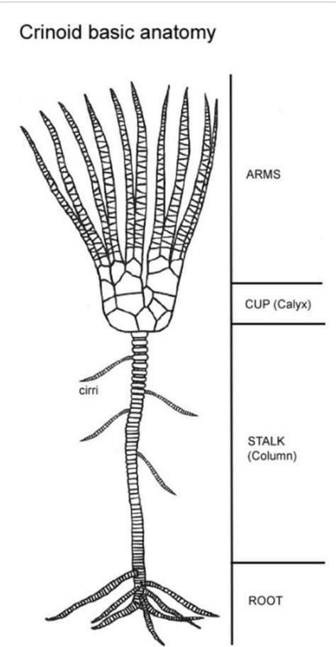 Sea Lilies Anatomy
