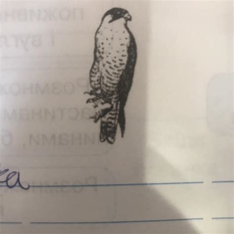 Як називається цей птах з червоної книги україни Школьные Знания Com