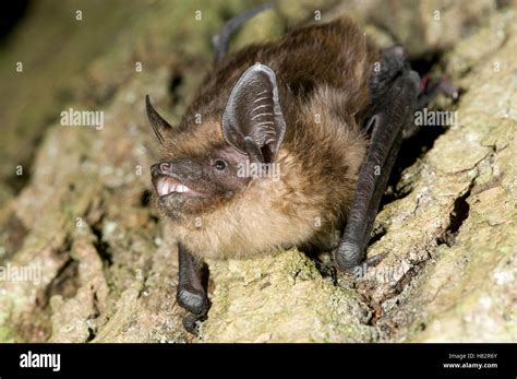 Serotine Eptesicus Serotinus Bat Calling Bemelen Netherlands Stock
