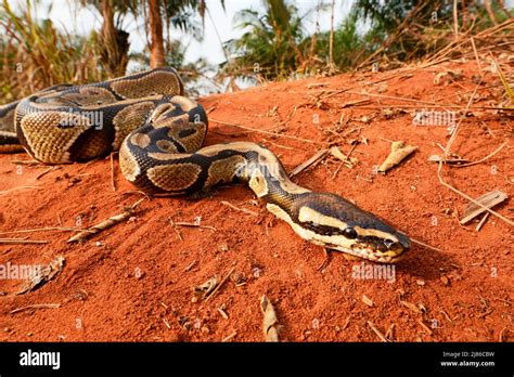 Ball Python Python Regius Crawling Togo From Senegal To Uganda Stock Photo Alamy