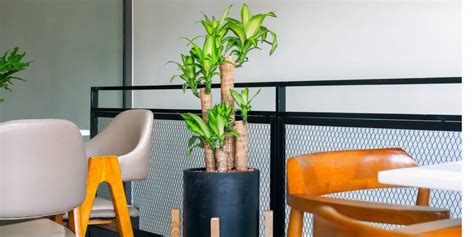 Indoor Corn Plant Care Guide Growing Tips For The Dracaena