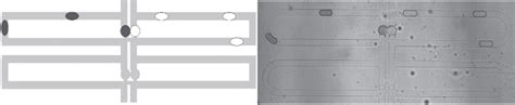Figure 3 From Microfluidic Device Based Virus Detection And Quantification In Future Diagnostic