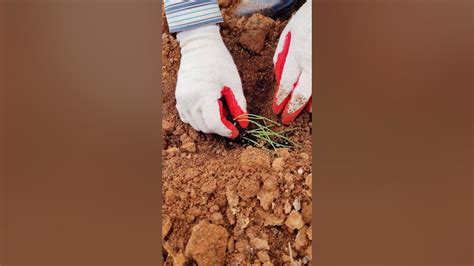 대파 모종 심기 Youtube