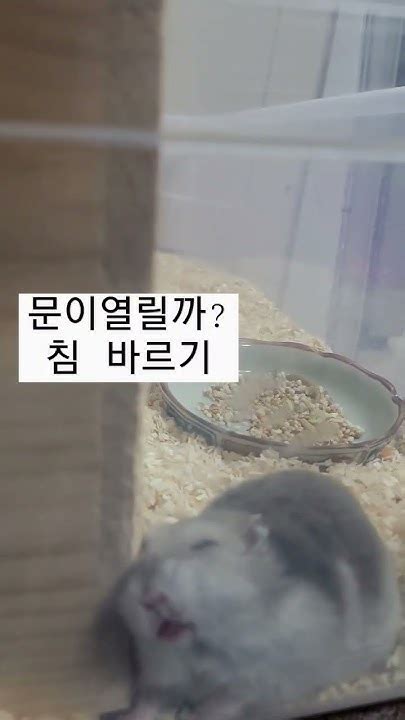혀도 귀여워 ㅋㅋㅋ 햄스터 귀여움 햄스터집사 햄스터일상 햄스터그램 Youtube