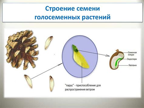 Многообразие растений и их значение в природе презентация онлайн