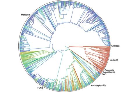 Scientists Create The First Digital Tree Of Life For 23 Million Species