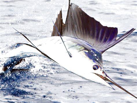 배경 화면 1600x1200 픽셀 물고기 자연 대양 바다 생활 수중 1600x1200 Wallbase 1649445 배경 화면 Wallhere